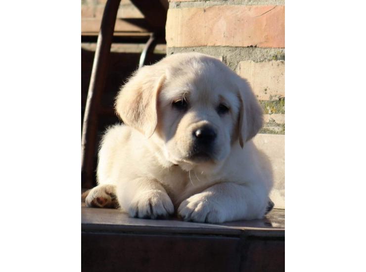 Labrador Retriver TOP