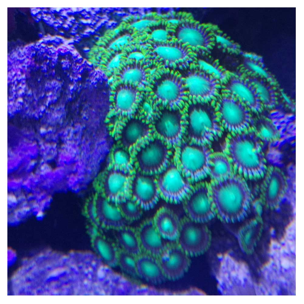 Zoanthus Ultra Green