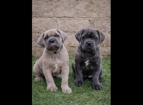 Cane Corso štenci