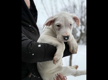 Dogo Argentino. zensko stene