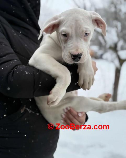 Dogo Argentino. zensko stene