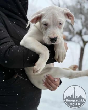 Dogo Argentino. zensko stene