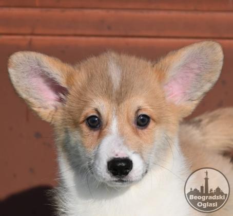 Velski korgi/Welsh Corgi Pembroke štenci