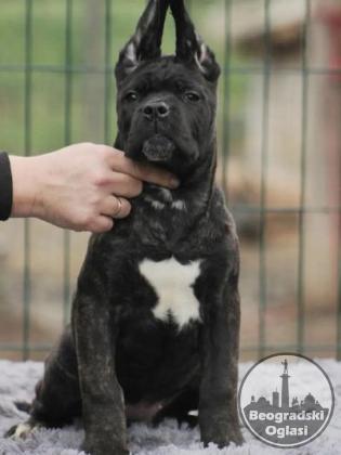 Cane Corso štenci