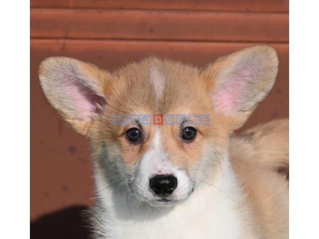 Velski korgi/Welsh Corgi Pembroke