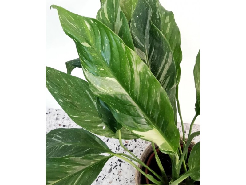 Spathiphyllum variegata