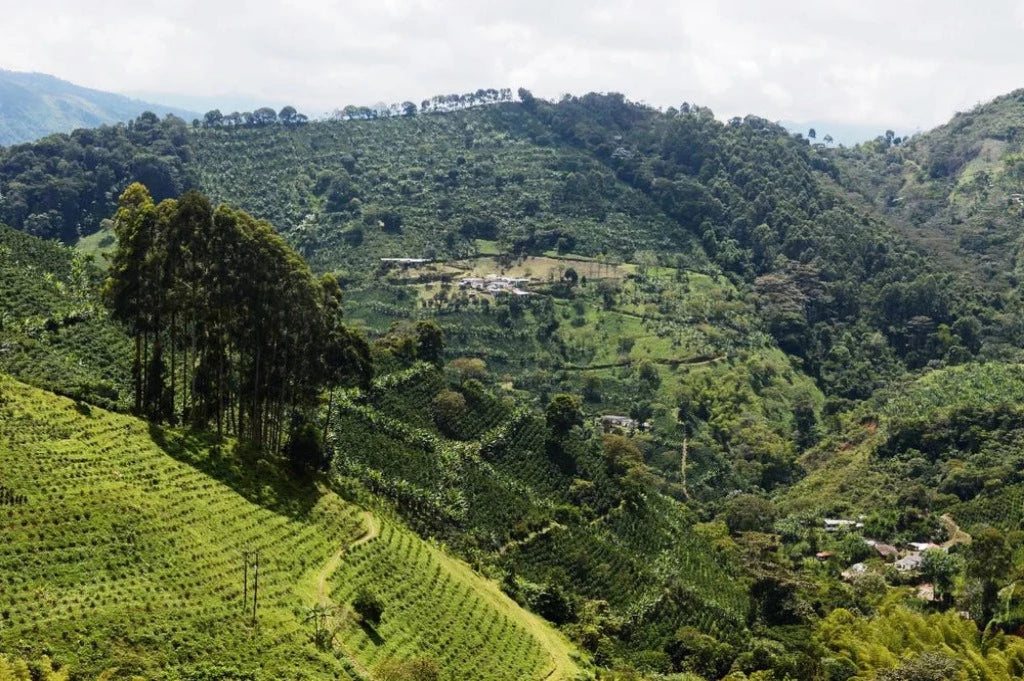Kolumbija Café Granja - La Esperanza Sweet Valley
