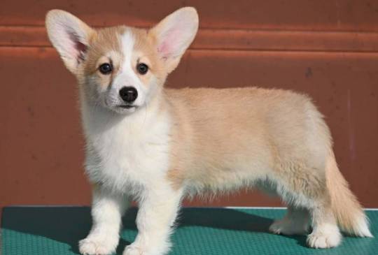 Velski korgi/Welsh Corgi Pembroke štenci