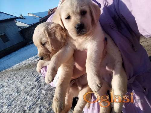 Belo-zuti stenci labrador retrivera
