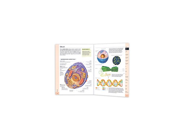 Školski anatomski atlas