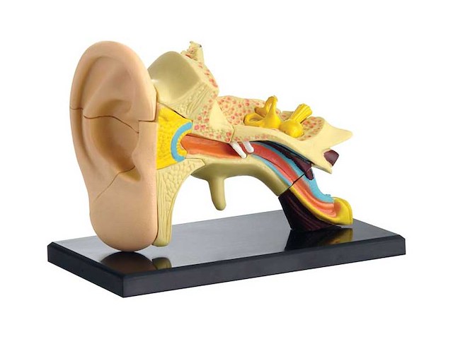 Edu Science Model ljudskog uha SK012
