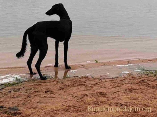Saluki štenci, jedinstvena prilika