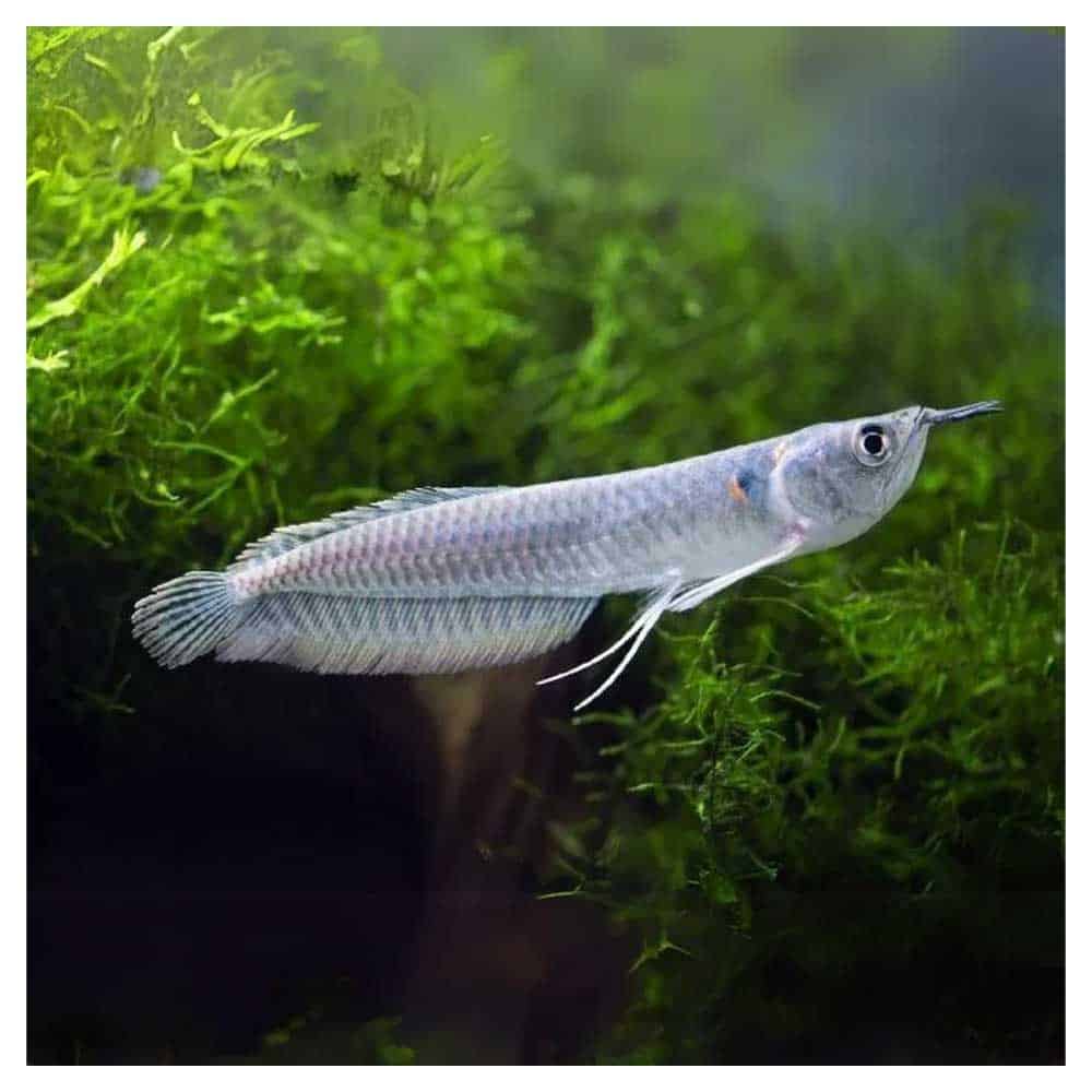Silver Arowana