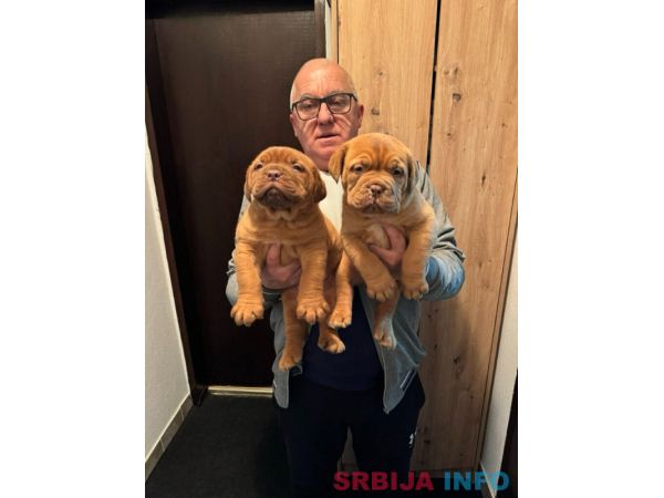 Bordoska Doga (Dogue de Bordeaux) prelepi stenci