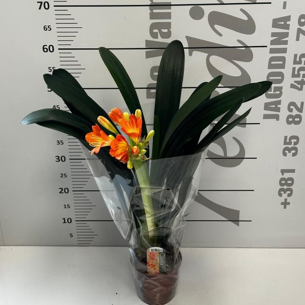 CLIVIA MINIATA R13 65CM