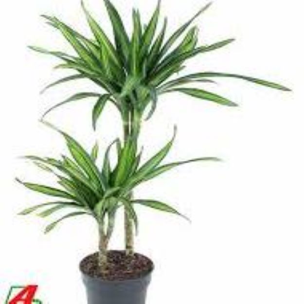 DRACAENA FRAGRANS „RIKI“ R17 75CM 2PP