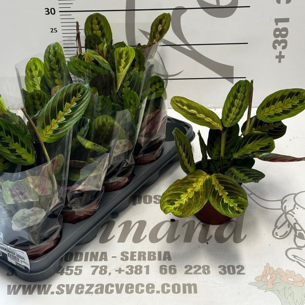 MARANTA LEUC. FASCINATOR R12 30CM