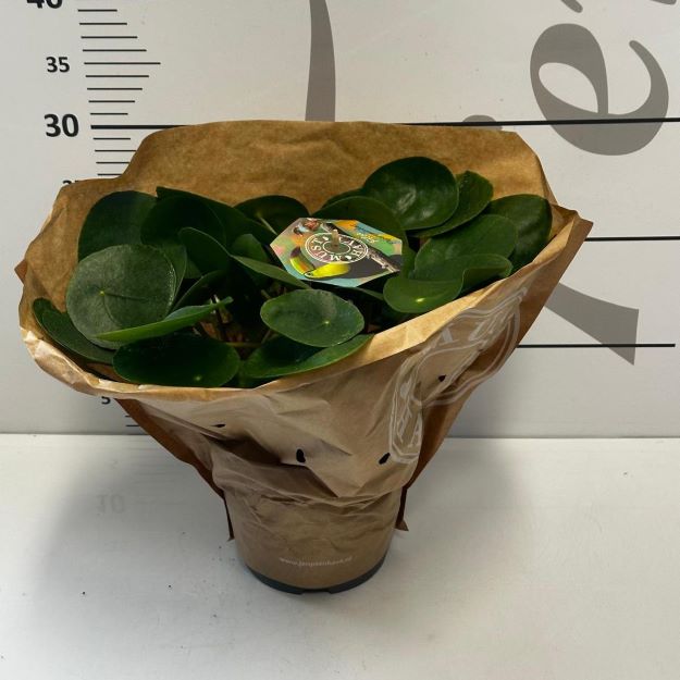 PILEA PEPEROMIOIDES R17 32CM