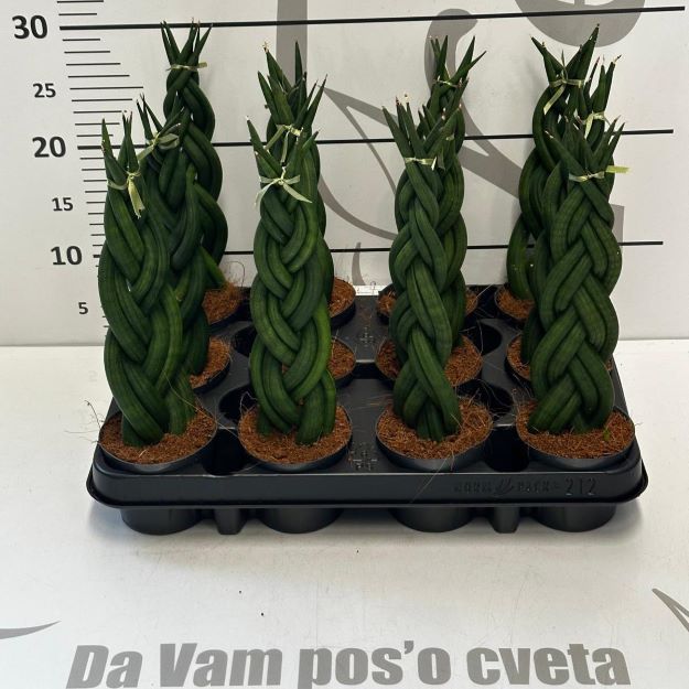 SANSEVIERIA CYLINDRICA (PLETENICA) R8,5 30CM