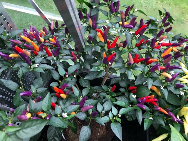 Paprika `NuMex Twilight` chili, čili - 20 semena