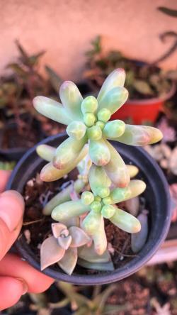 Sedum Pachyphyllum