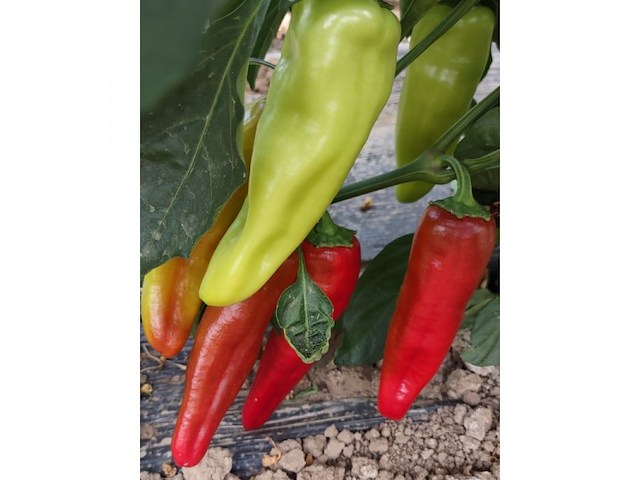 Zupska rana paprika 30 semena