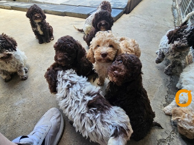 Lagotto Romagnolo, dostupni štenci