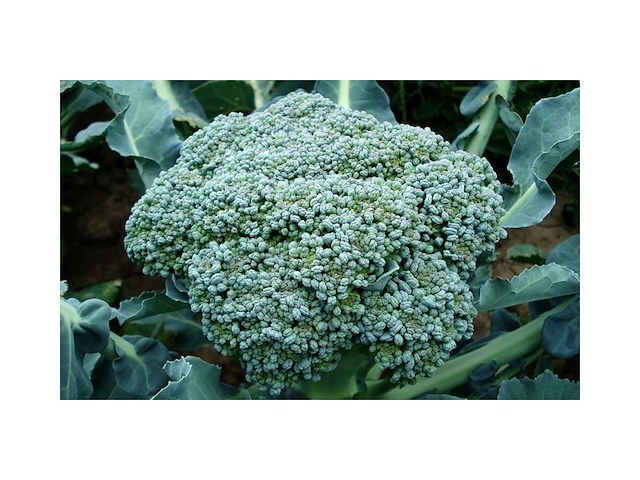 Brokoli corvet 60 semena