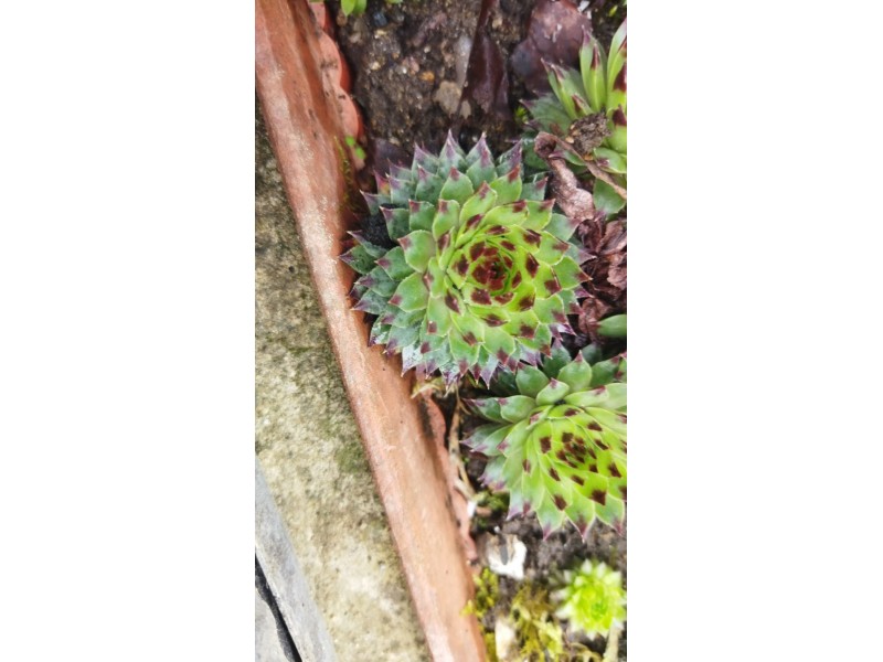 Cuvarkuca Djuzepe ili Blue Boy