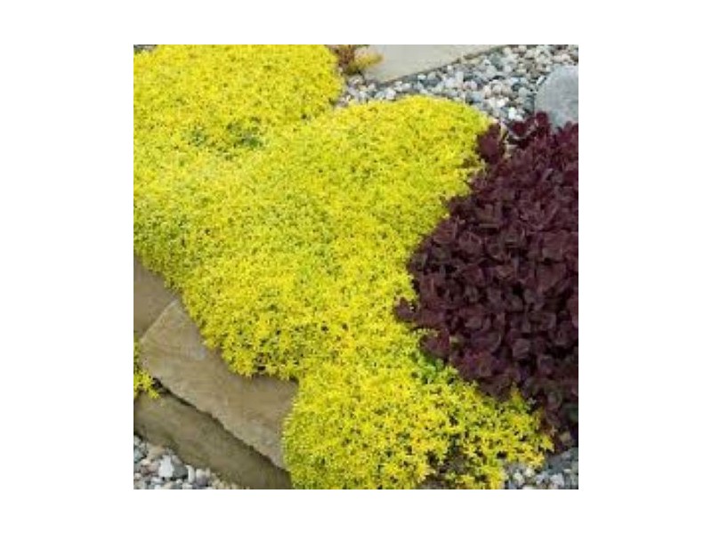 AUREA ACRE-KAMENA TRAVA-SEDUM VISEGODISNJI