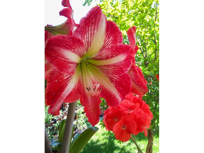 Crveni Amarilis - Velika lukovica