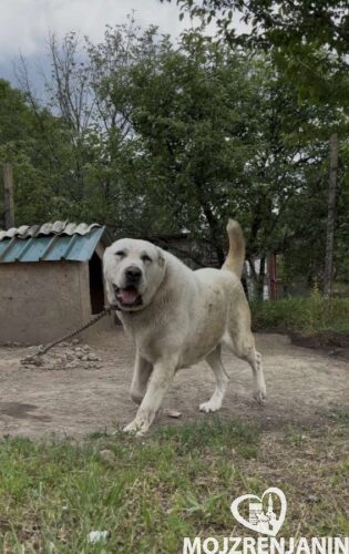 Srednjeazijski Ovcar – Azijat, ženka