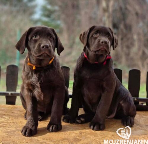 Labrador retriver čokoladni štenci