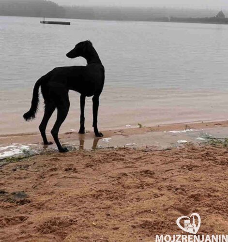 Saluki štenci, jedinstvena prilika