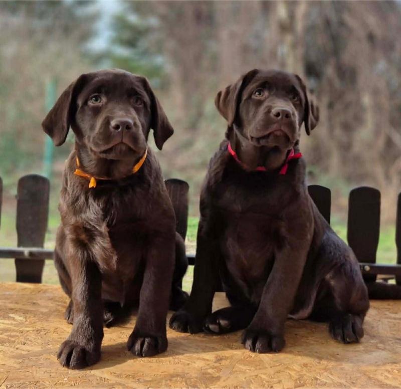 Labrador retriver čokoladni štenci