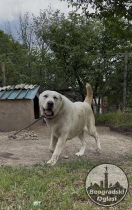 Srednjeazijski Ovcar - Azijat, ženka