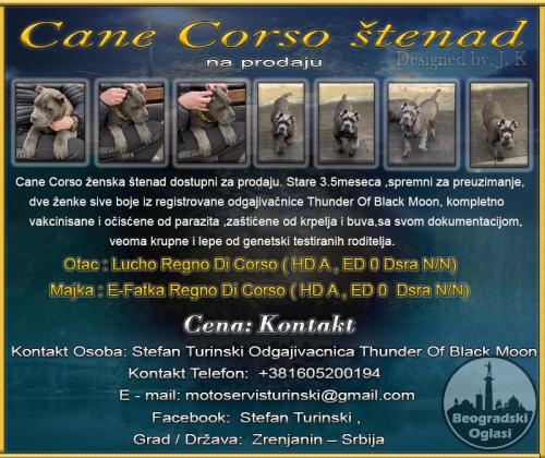 Cane Corso