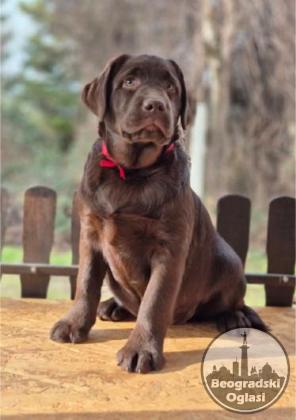 Labrador retriver čokoladni štenci