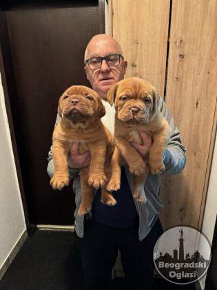 Bordoska Doga (Dogue de Bordeaux) prelepi stenci