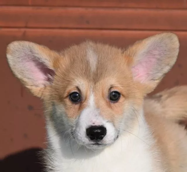 Velski korgi/Welsh Corgi Pembroke štenci