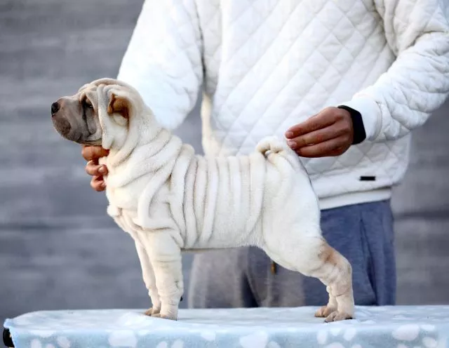 Sar pej štenci sa zdravstvenim testovima