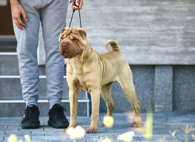 Muzjak sharpei od godinu dana