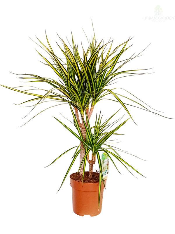 Dracena ‘Sunray’