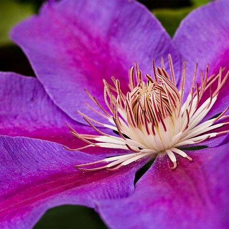 Clematis Ashva - Klematis