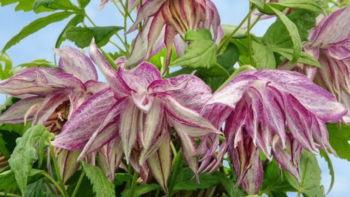 Clematis Pink Surprise - Klematis