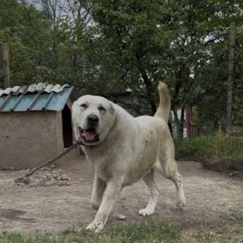 Srednjeazijski Ovcar - Azijat, ženka