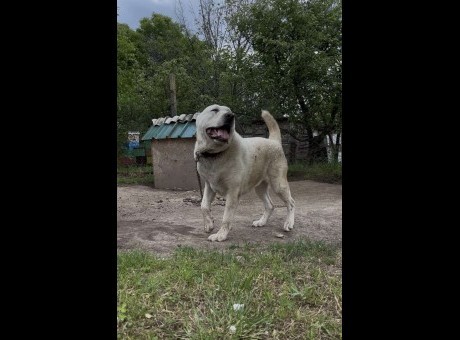 Srednjeazijski Ovcar - Azijat, ženka
