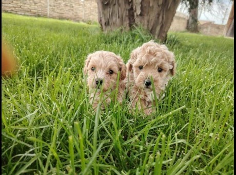 Maltipoo prelepi stenci