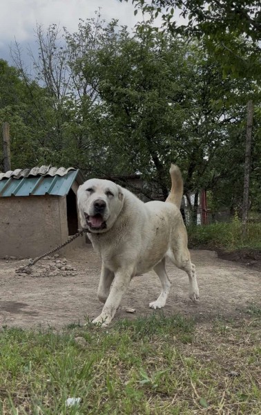Srednjeazijski Ovcar – Azijat, ženka