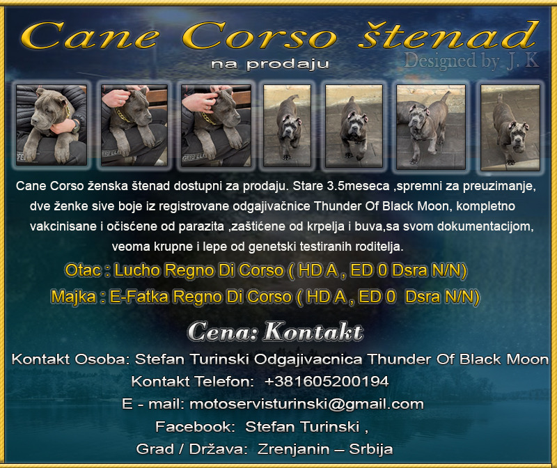 Cane Corso